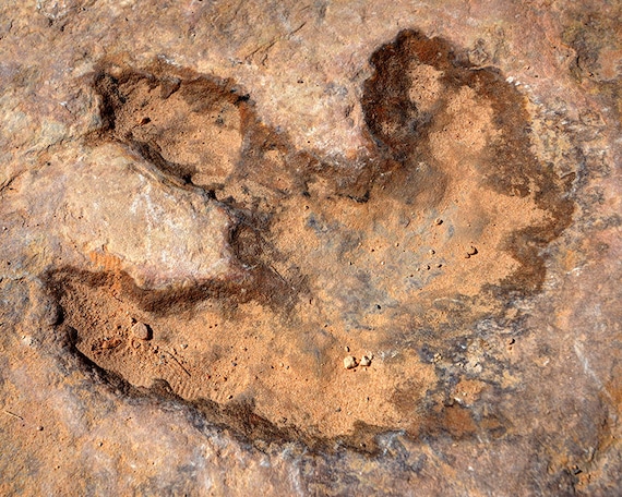 Dinosaur Footprint Ancient Fossil Utah Photography - Etsy