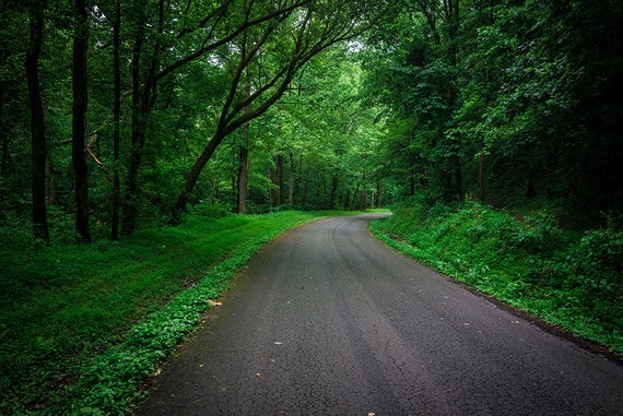 Dark Green Forest Path