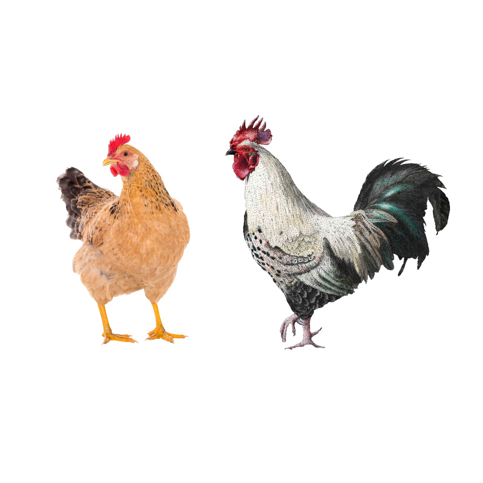 Vintage Chicken Collage Clip Art Sheet: Printable Chicken Images (PDF ...