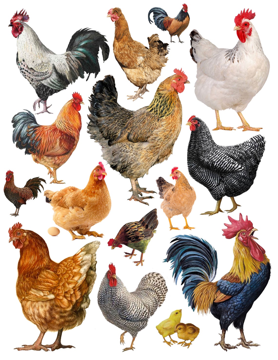 Vintage Chicken Collage Clip Art Sheet: Printable Chicken Images (PDF ...