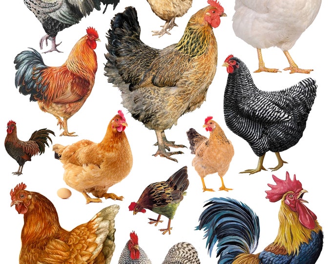 Vintage Chicken Collage Clip Art Sheet INSTANT DOWNLOAD for All Your ...