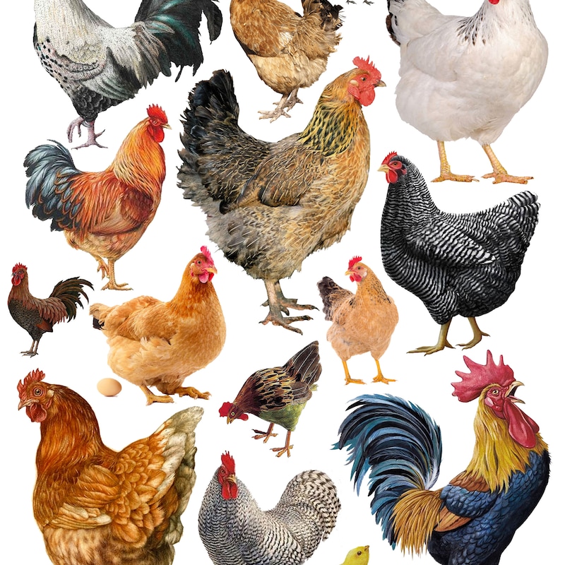 Chicken Collage - Etsy
