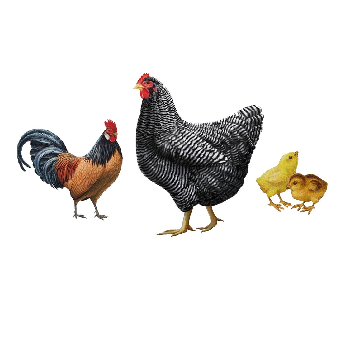 Vintage Chicken Collage Clip Art Sheet: Printable Chicken Images (PDF ...