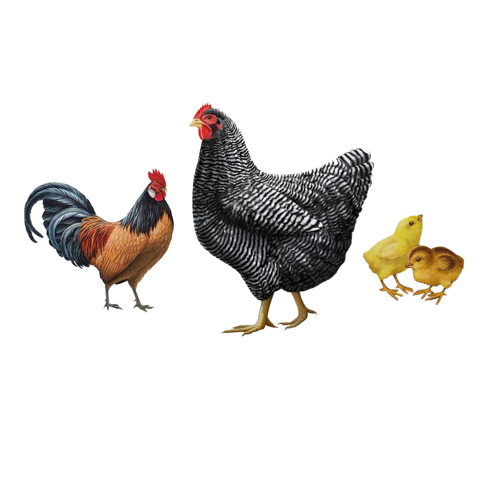 Vintage Chicken Collage Clip Art Sheet: Printable Chicken Images (PDF ...