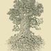 Gnarled Tree Art Print, Tree Print, Tree Wall Art, Branches, Tree Art ...