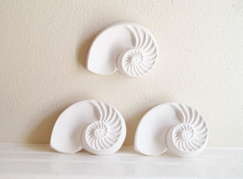 Sea Shell Wall Art Nautilus Shells Nautical Decor Sea - Etsy