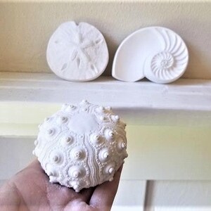 Beachy Wall Decor, Sea Urchin Sculpture, Nautilus Shell, Sand Dollar ...