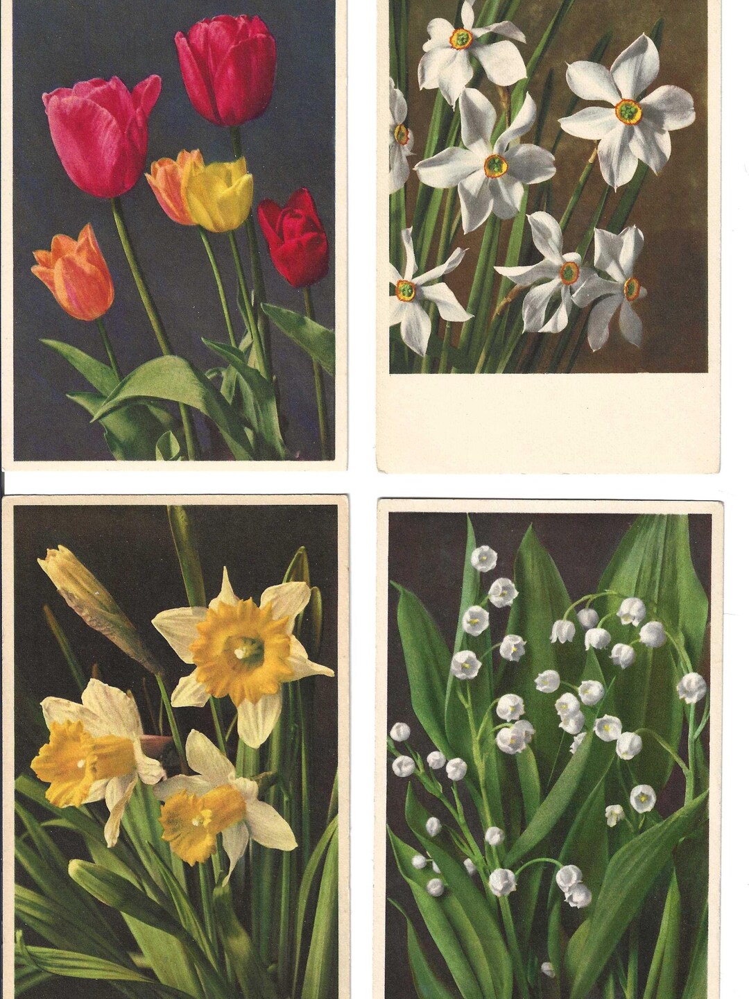 Lot of Five Spring Flowers Photo Postcards, C. 1950 - Etsy