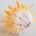 Seashell Spondylus Echinatus Zonalis Spondylidae Thorny Oyster Shell - Etsy