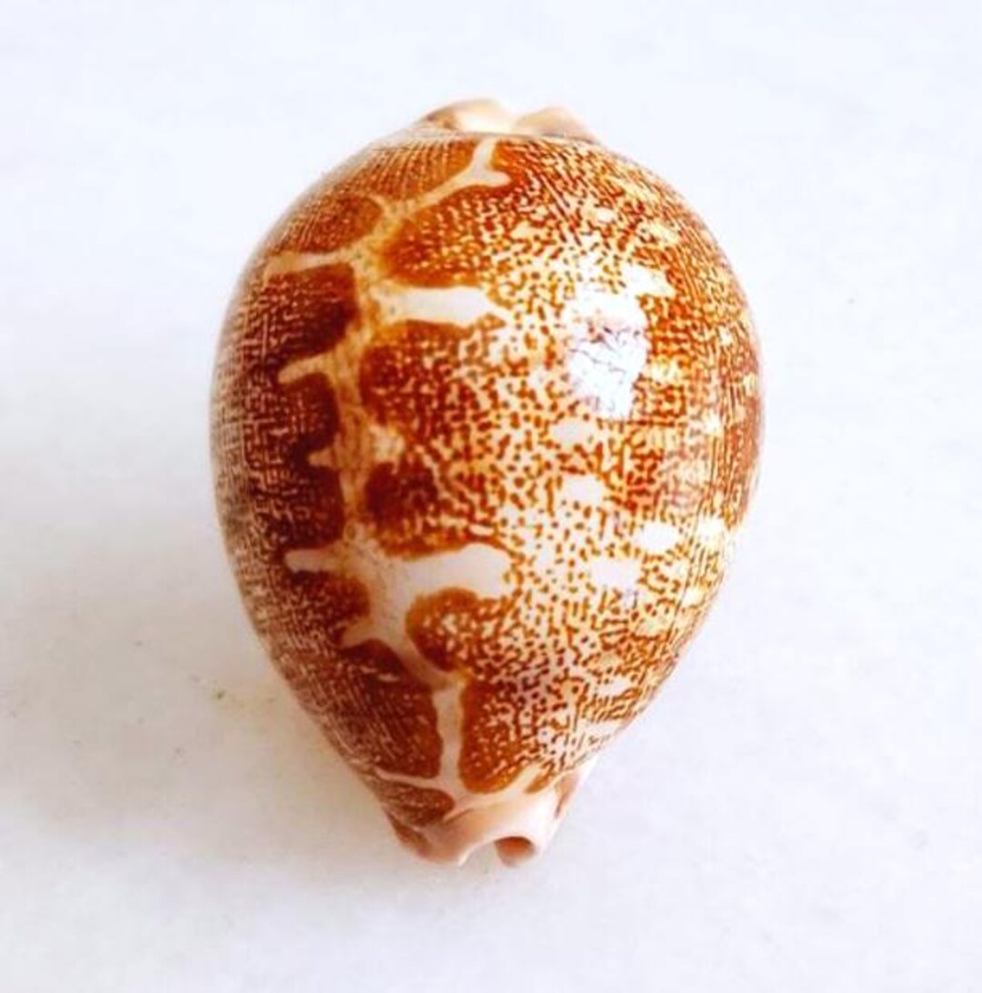 Seashell Cypraea Mappa Geographica Maresinica Cypraeidae Geographica ...