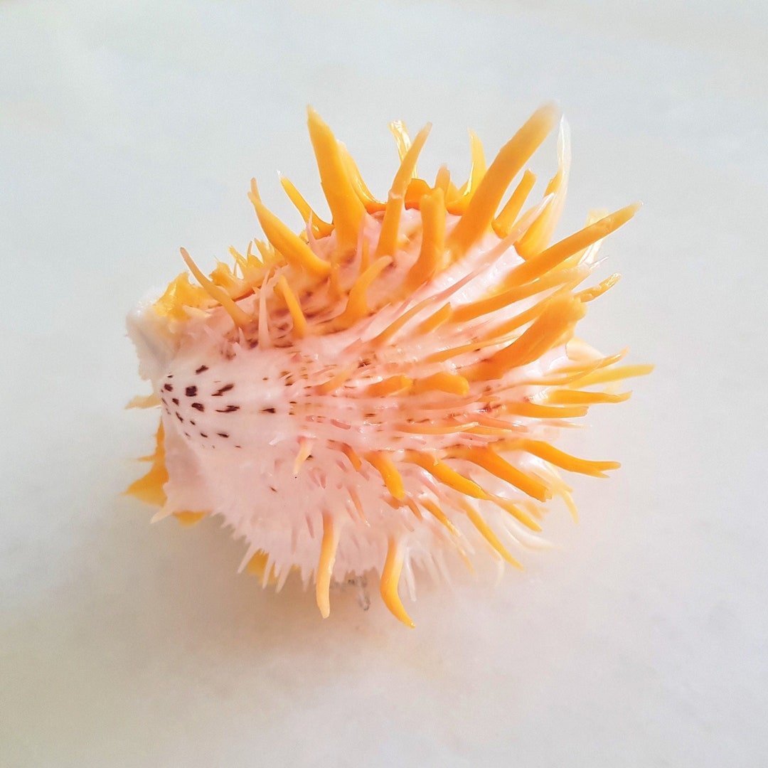 Seashell Spondylus Versicolor Spondylidae Thorny Oyster Spiny - Etsy