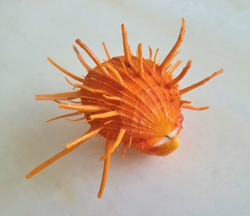 Seashell Spondylus Regius Spondylidae Regal Thorny Oyster - Etsy