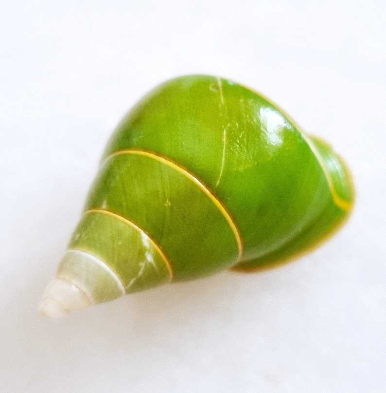 Landsnail Papuina Pulcherrima Camaenidae Emerald Green Snail Green Tree ...