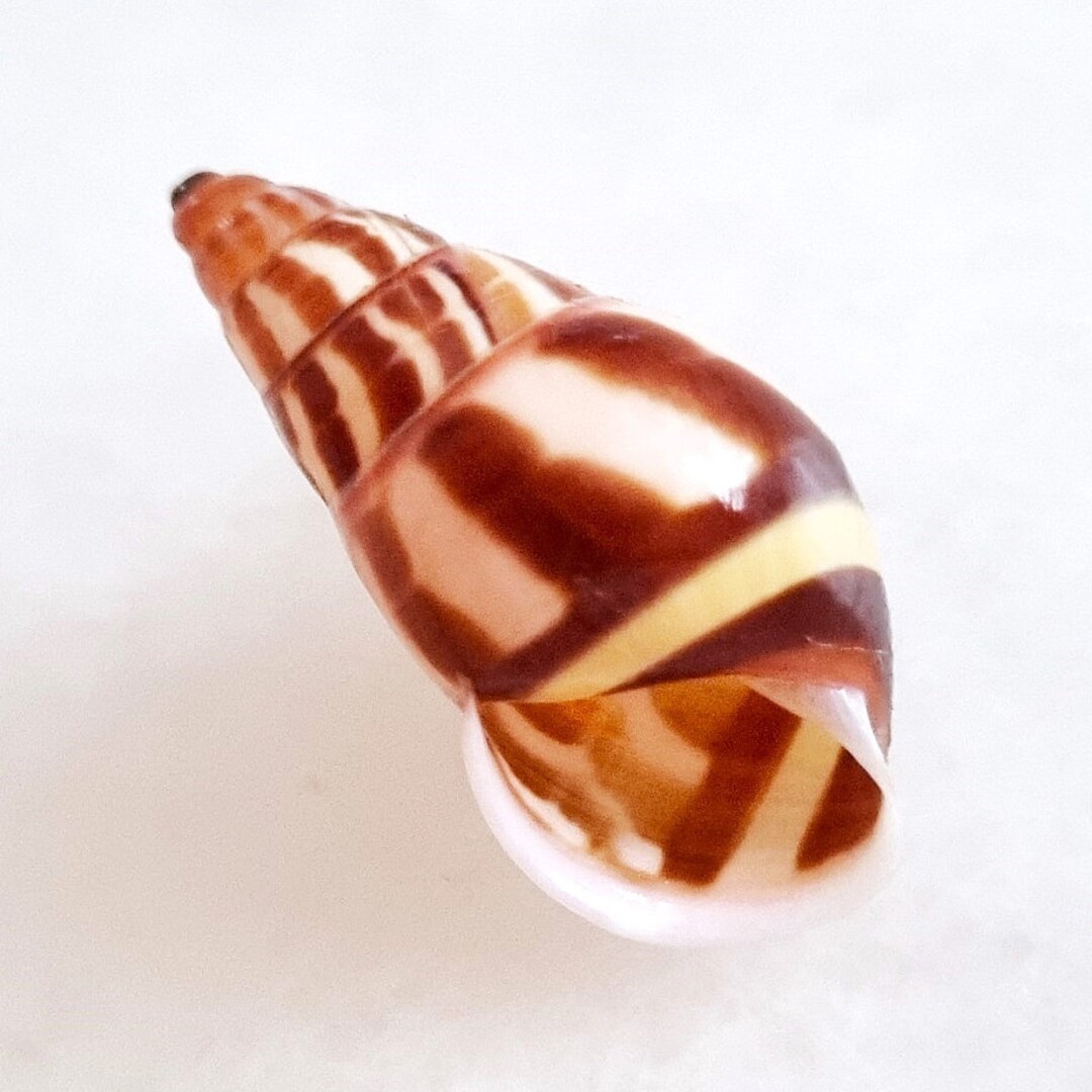 Landsnail Amphidromus Binhphuocensis | Vietnam Endemic Landsnail ...