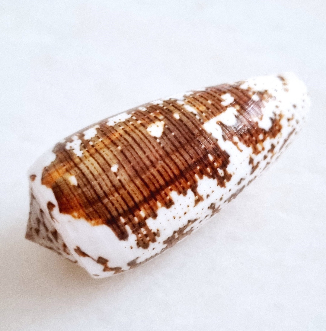 Seashell Conus Magus Assimilis Conidae Magician's Cone Exceptional ...