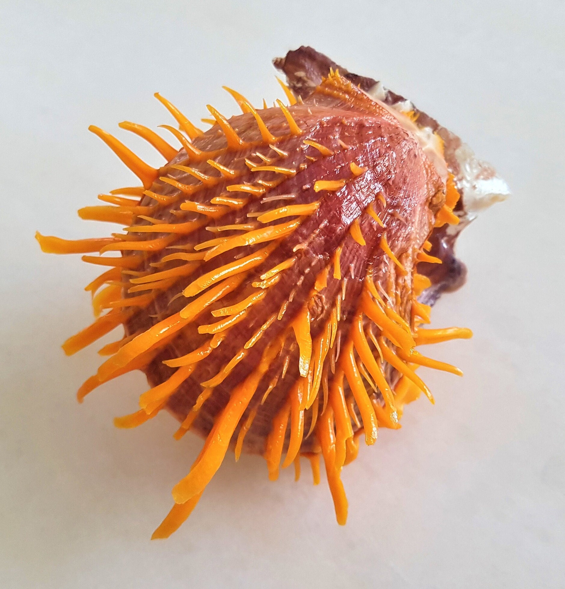 Seashell Spondylus Butleri Spondylidae Thorny Oyster - Etsy