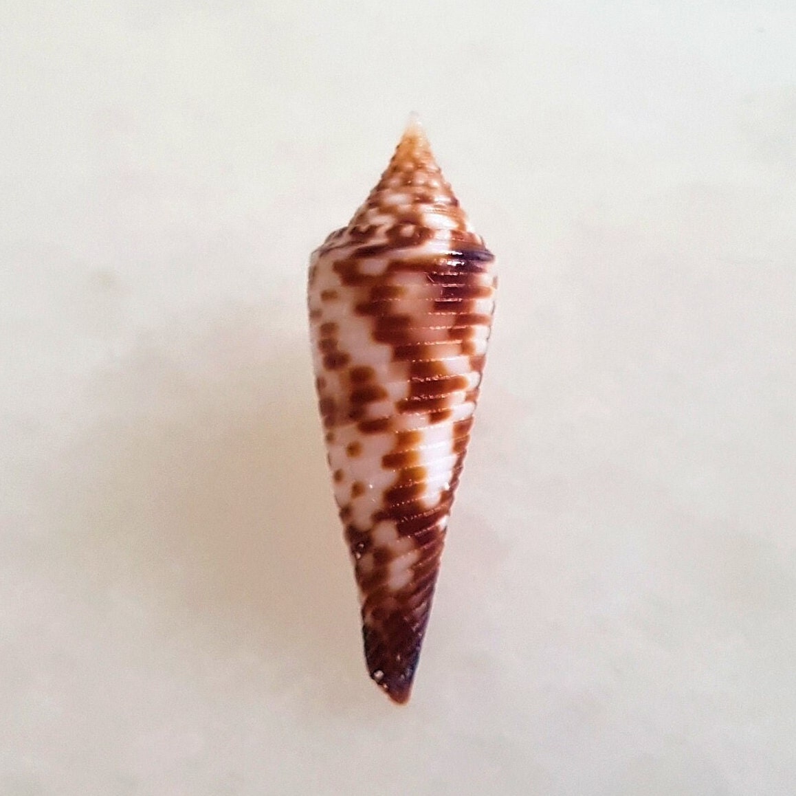 Seashell Conus Hopwoodi Conidae Conasprella Deepwater Shell - Etsy