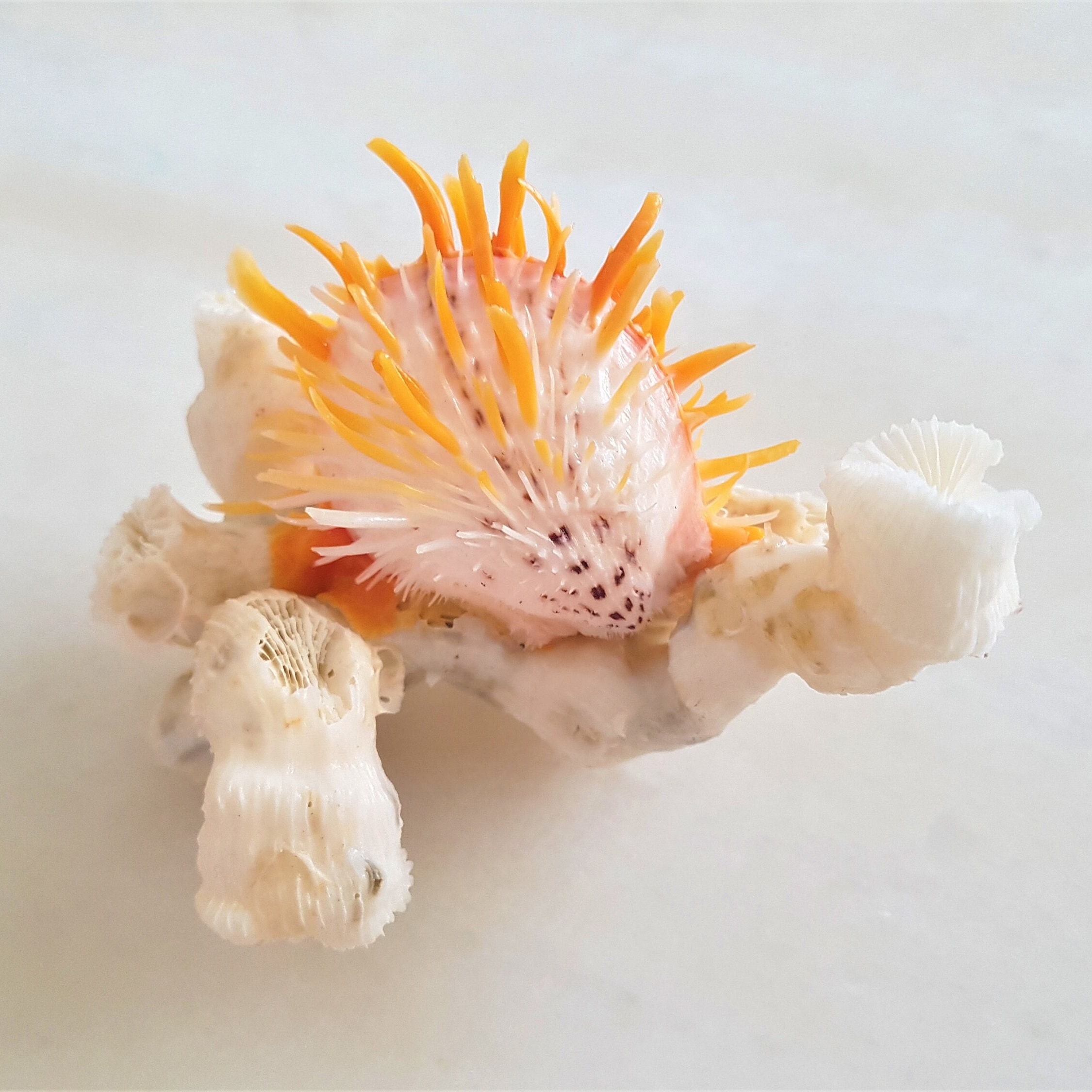 Seashell Spondylus Versicolor | Spondylidae | Thorny Oyster | Natural ...