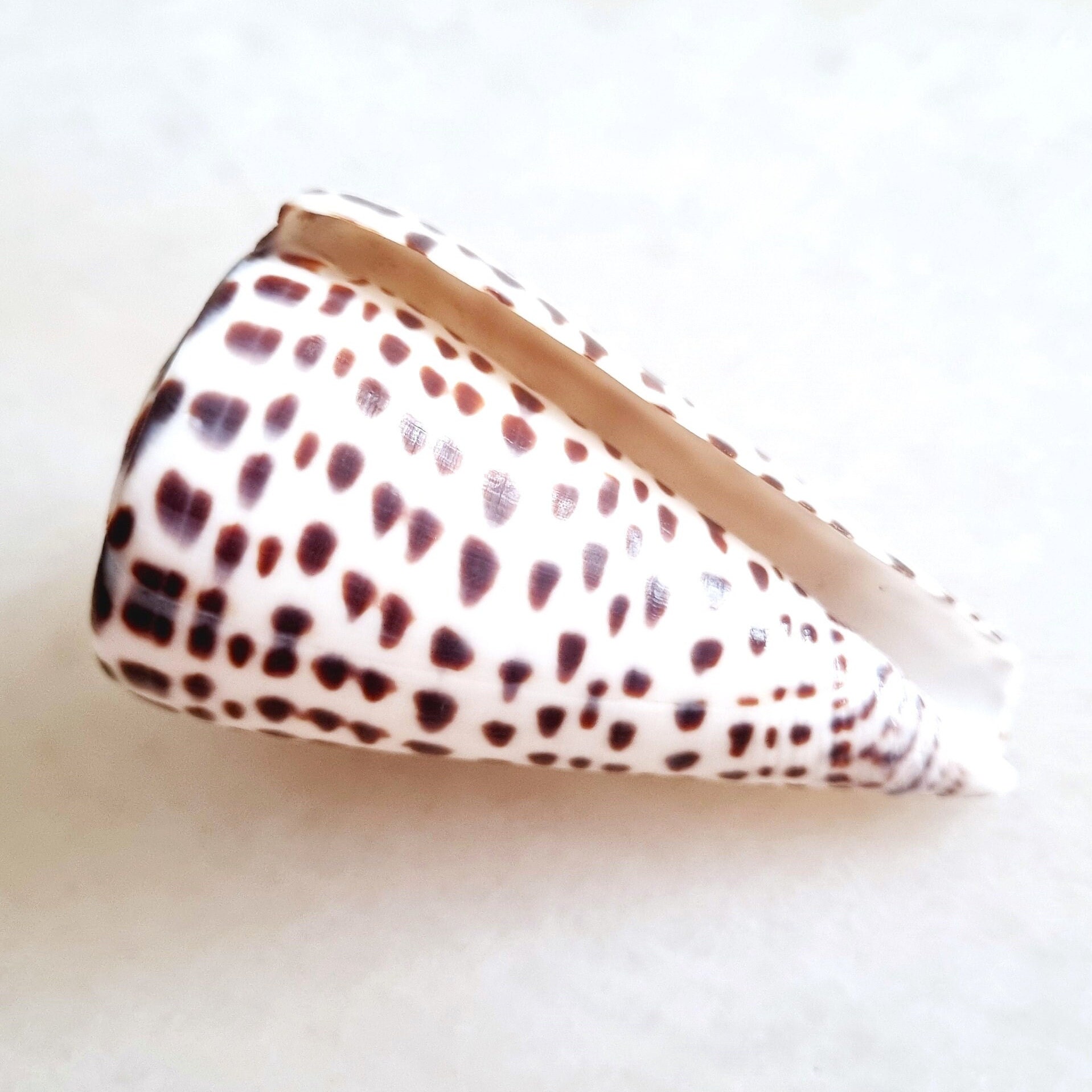 Seashell Conus Leopardus Conidae Leopard Cone Classic Pattern ASMR ...