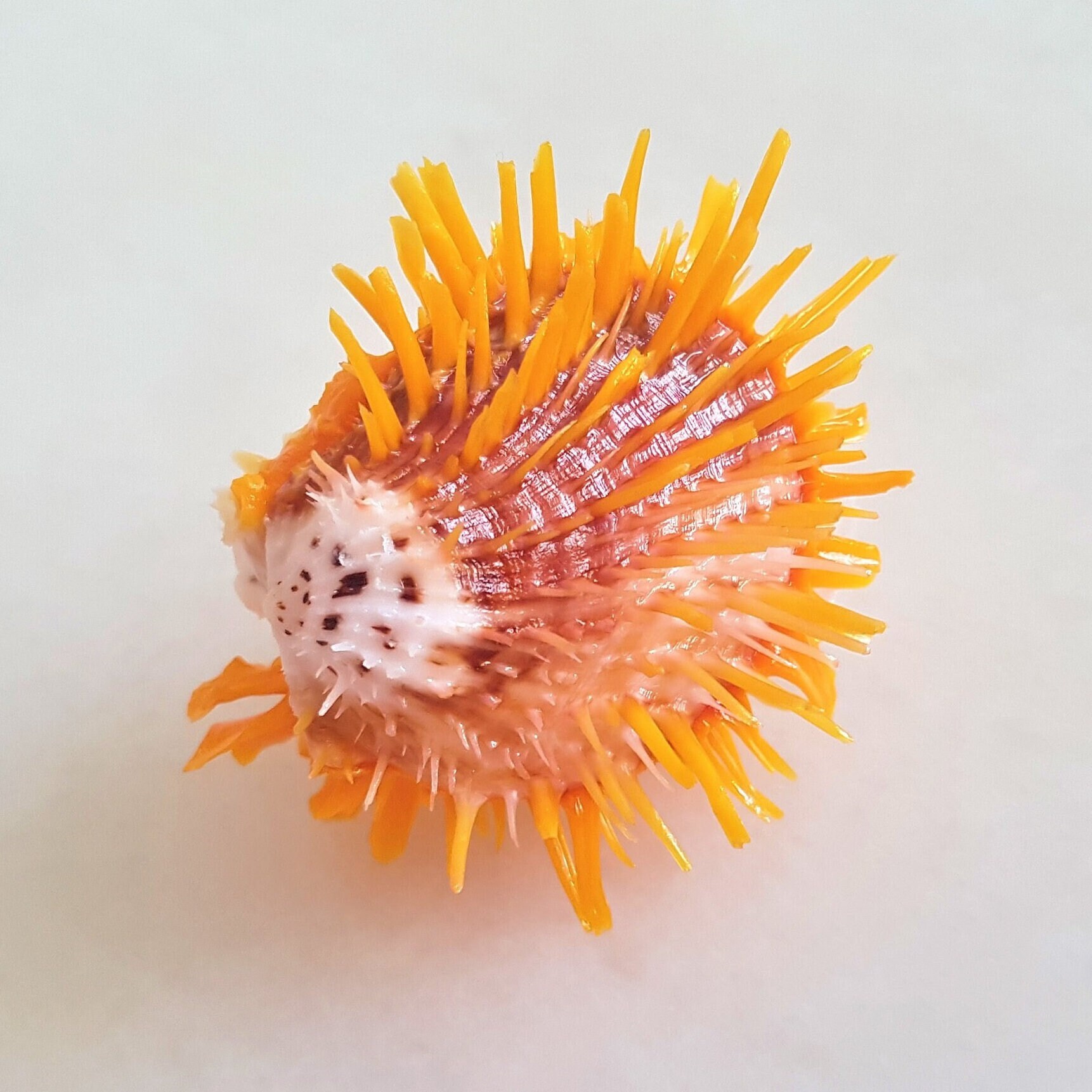 Seashell Spondylus Versicolor Spondylidae Thorny Oyster Mini Orangey ...