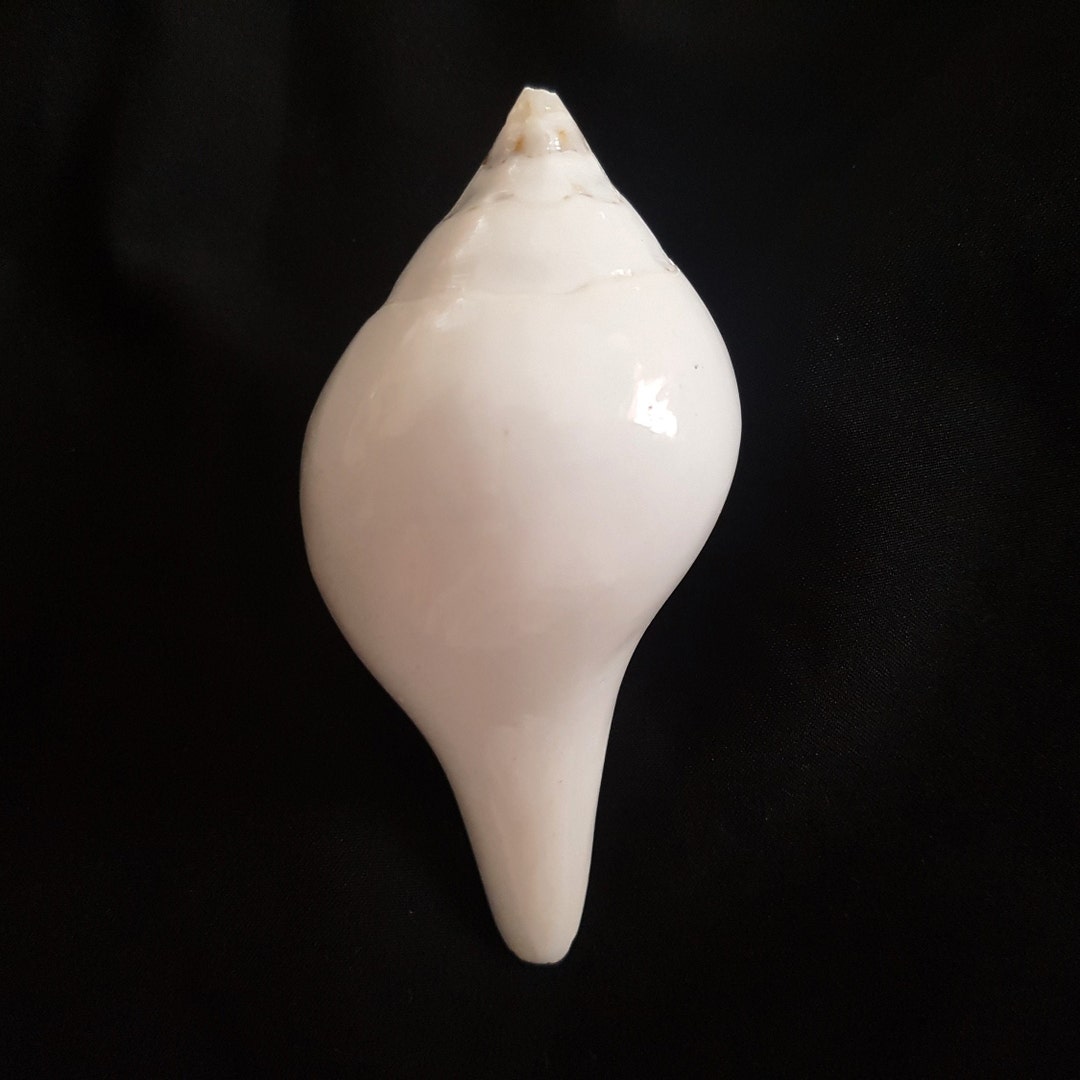 Seashell Sacred Chank Shankha Mini Divine Conch Shell - Etsy
