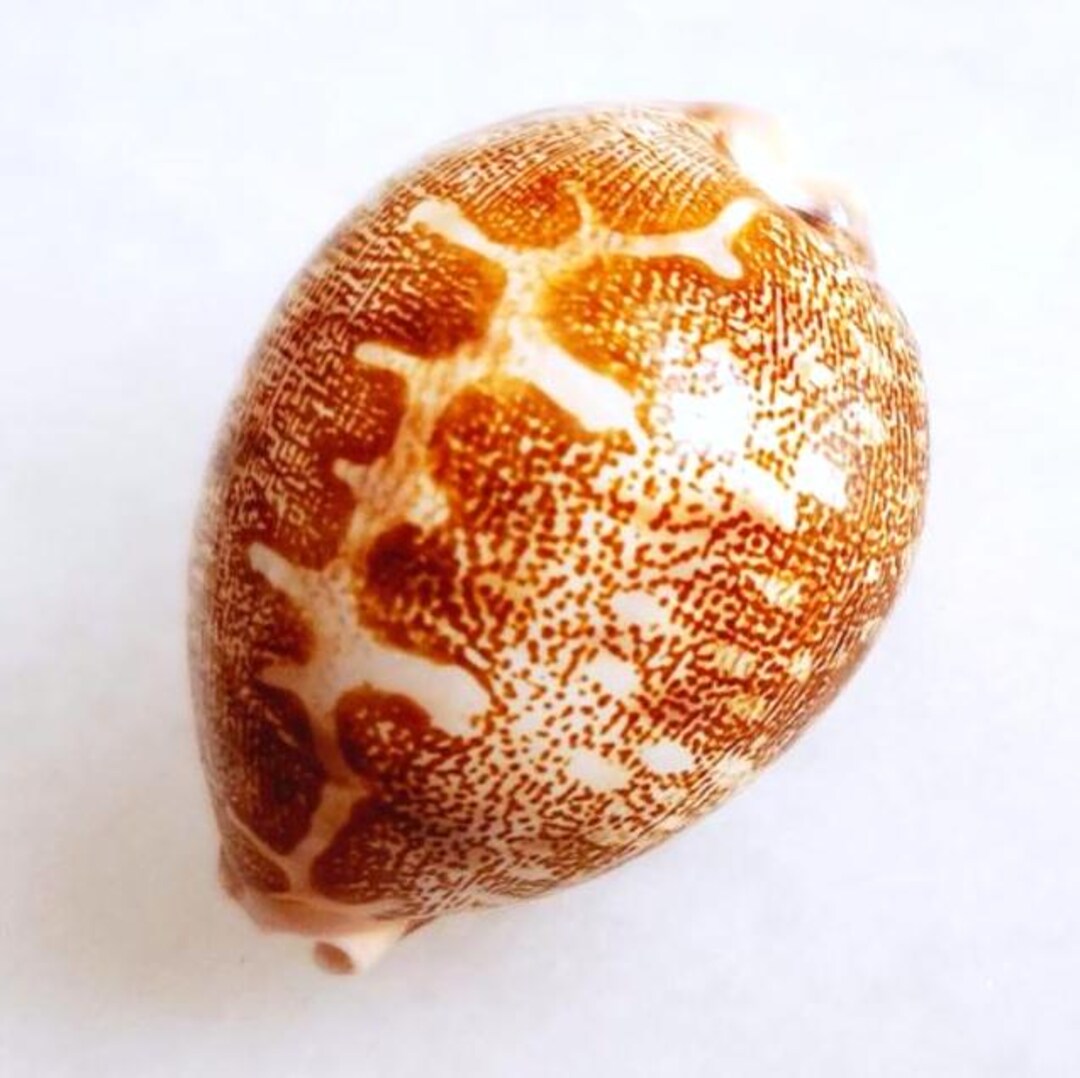 Seashell Cypraea Geographica Maresinica Cypraeidae Geographica Map ...