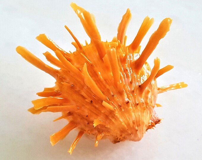 Seashell Spondylus Barbatus Spondylidae Thorny Oyster Natural History ...