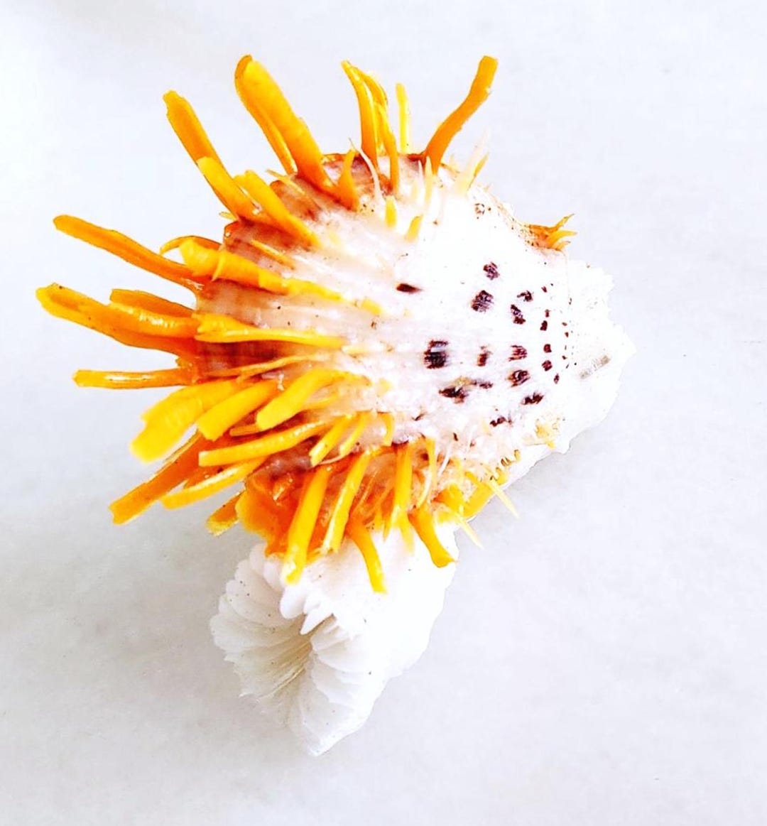 Seashell Spondylus Versicolor | Spondylidae | Thorny Oyster | Natural ...