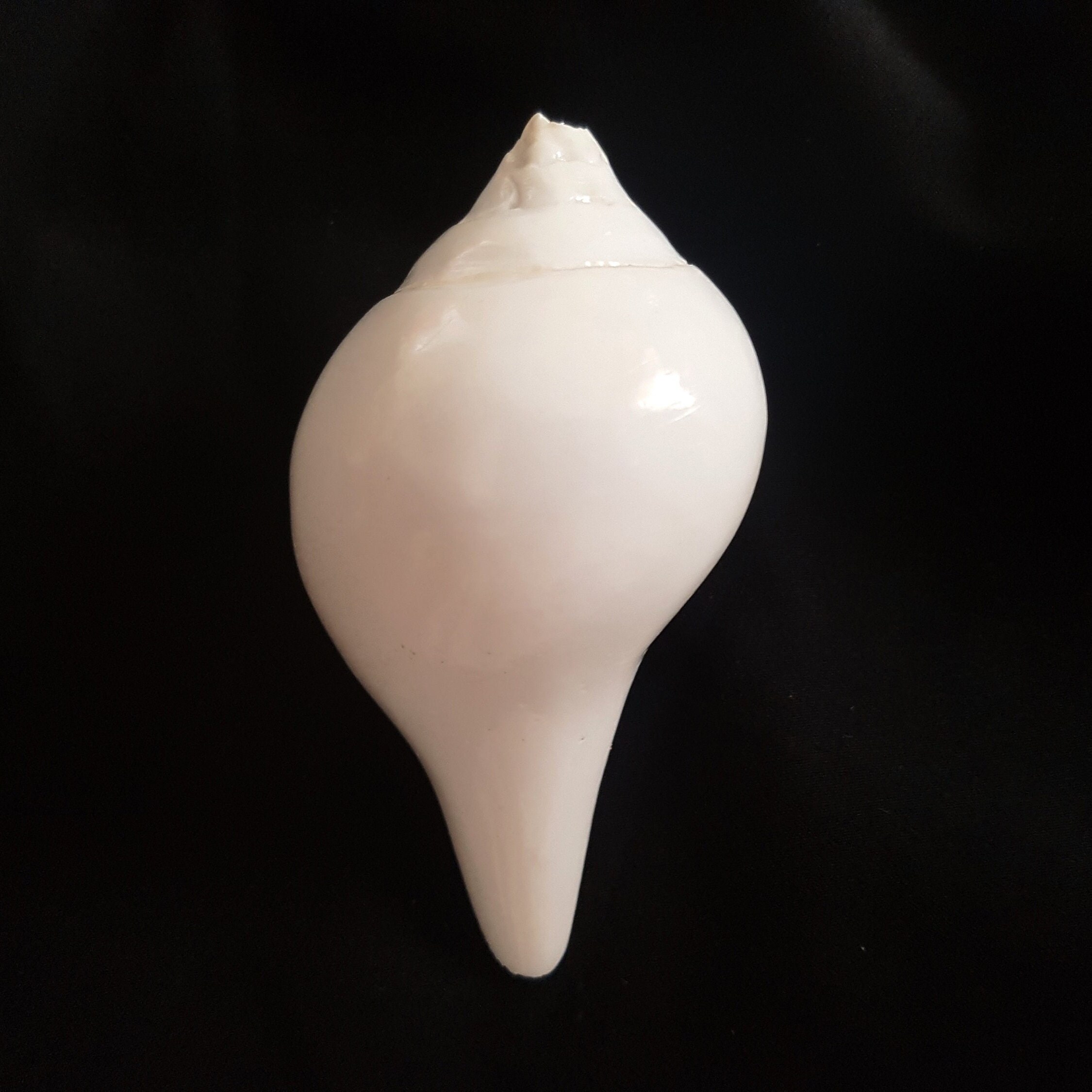 Seashell Sacred Chank Shankha Mini Divine Conch Shell - Etsy