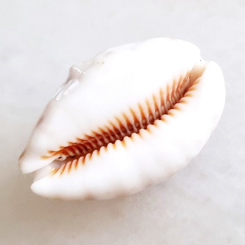 Seashell Cypraea Lynx Cypraeidae Lynx Cowrie Exceptional Aesthetic ...