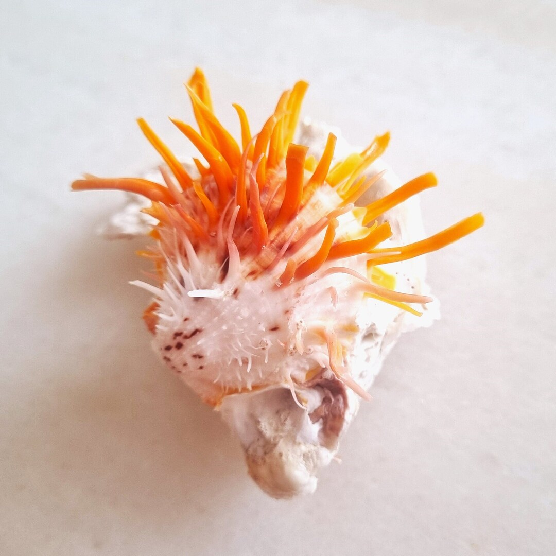 Seashell Spondylus Versicolor | Spondylidae | Thorny Oyster | Natural ...