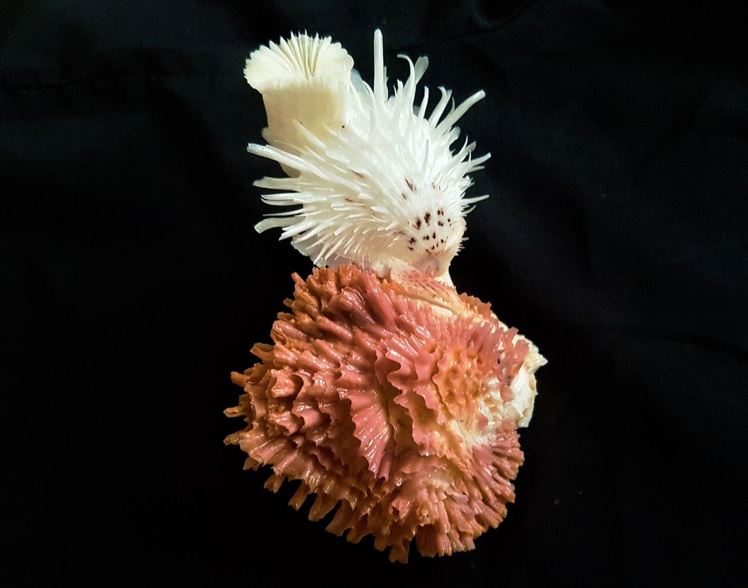 Seashell Chama Brassica Spondylus Asperrimus Spondylidae Chamidae ...