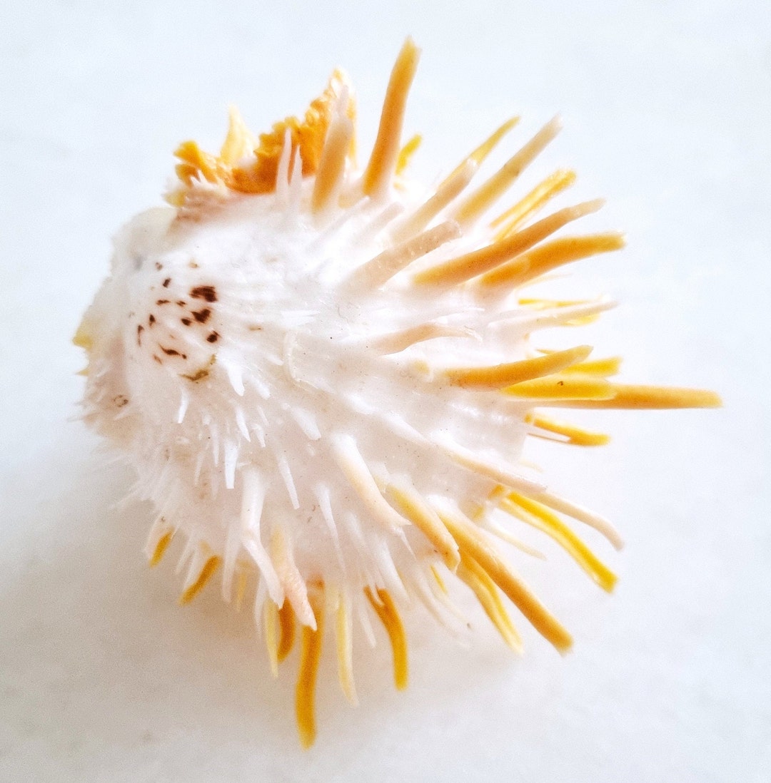 Seashell Spondylus Echinatus Zonalis | Spondylidae | Thorny Oyster ...