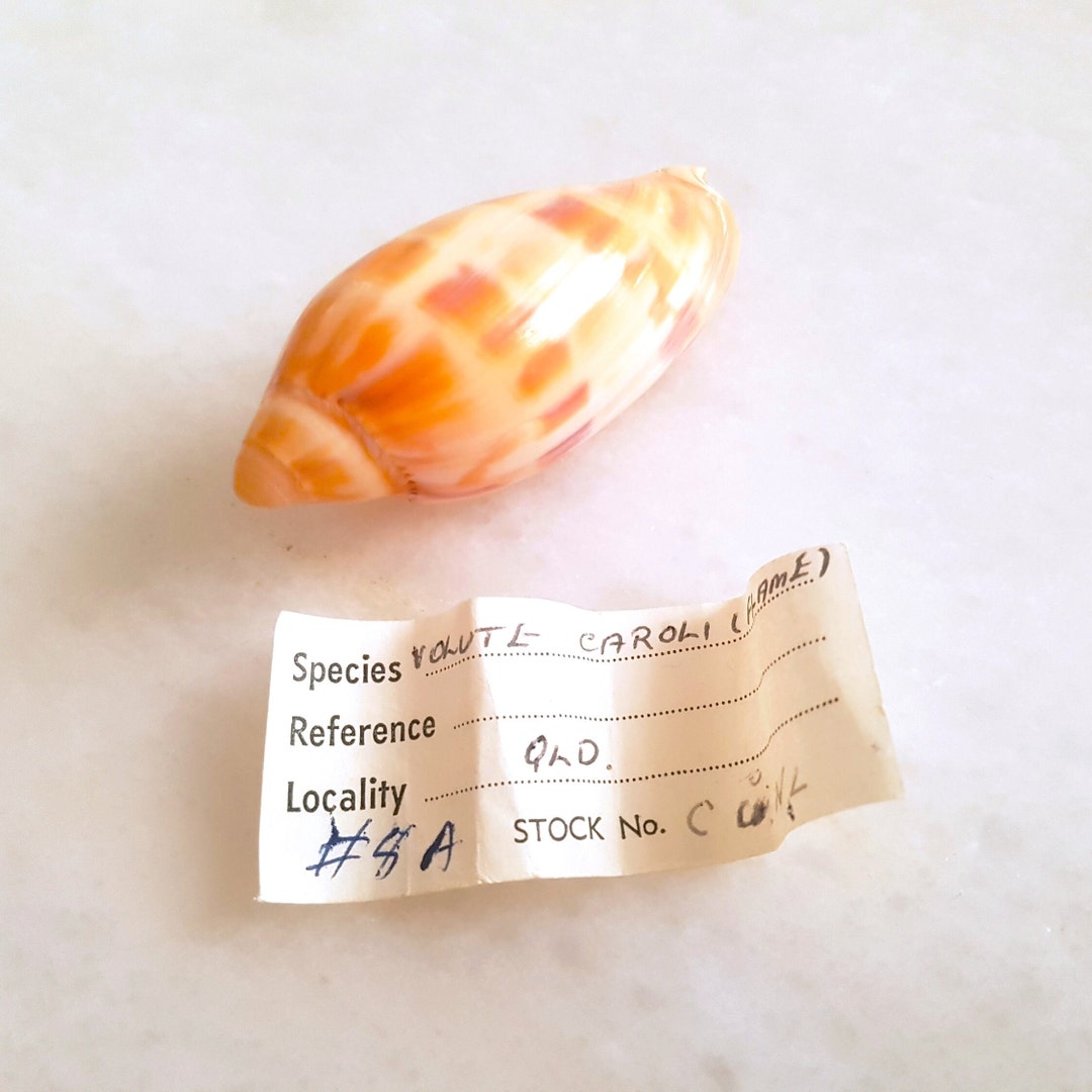 Seashell Voluta Amoria Maculata Caroli Volutidae Carol's Volute Rarest ...