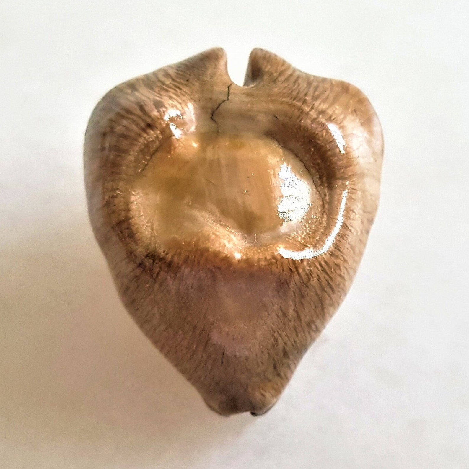 Seashell Fossil Cypraea Barycypraea Ovata Caputviperae | Cypraeidae ...
