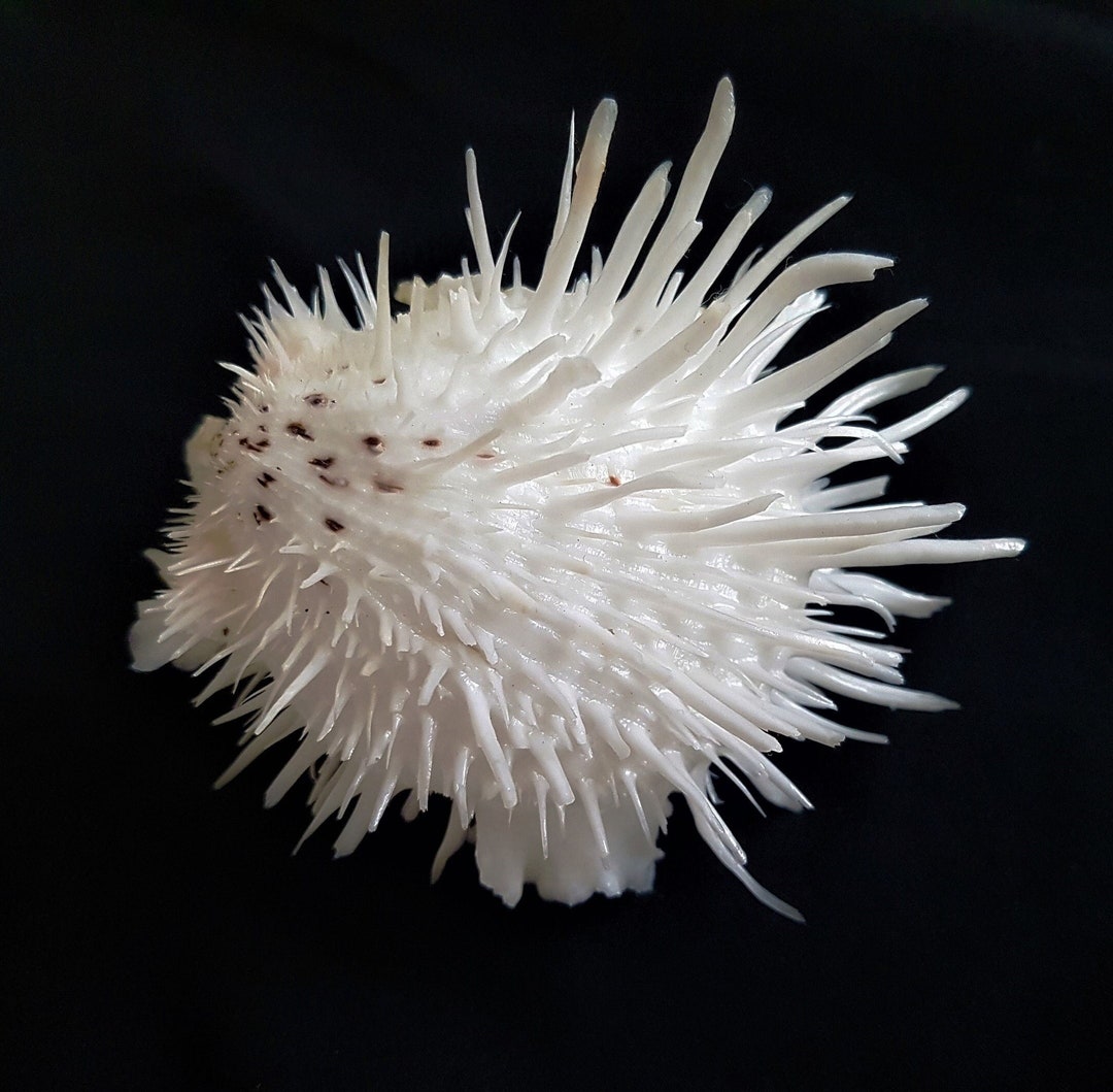 Seashell Spondylus Echinatus | Spondylidae | Thorny Oyster | Natural ...