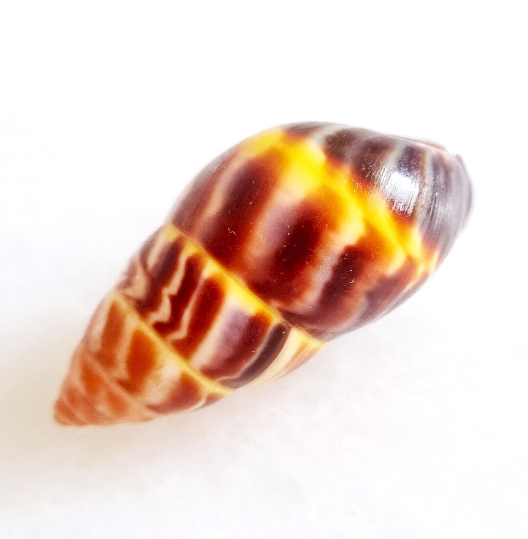 Landsnail Amphidromus Perversus Melanoma | Indonesian Endemic Landsnail ...