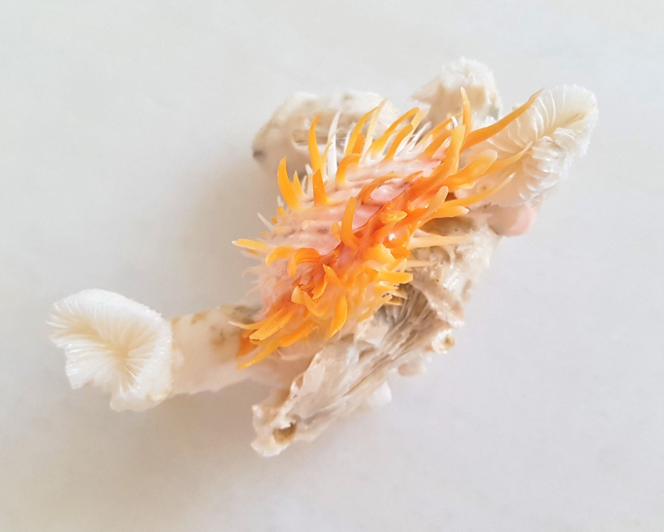 Seashell Spondylus Versicolor | Spondylidae | Thorny Oyster | Natural ...
