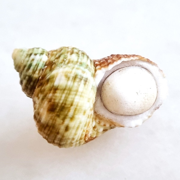 Operculum Shell - Etsy UK