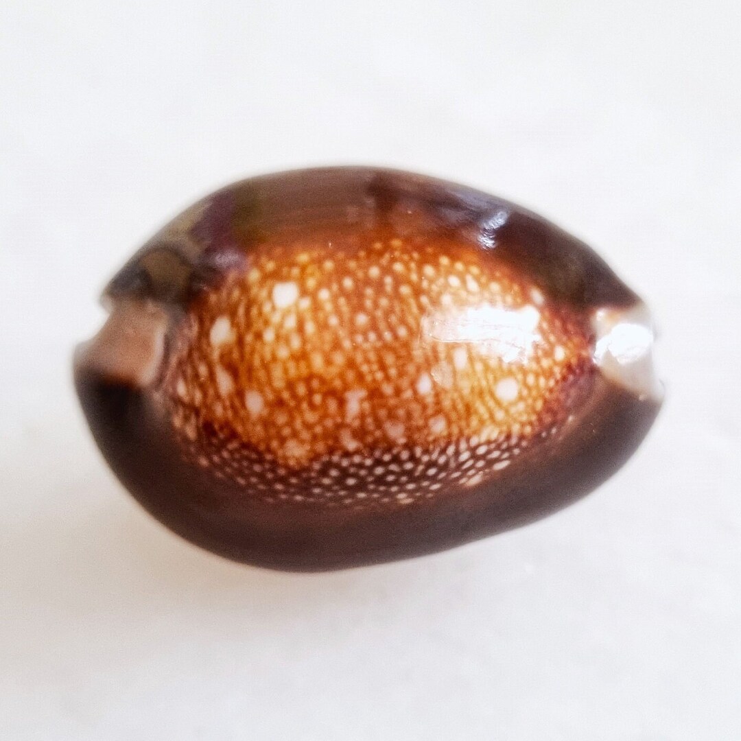 Seashell Cypraea Caputserpentis Cypraeidae Snake Head Cowrie Aesthetic ...