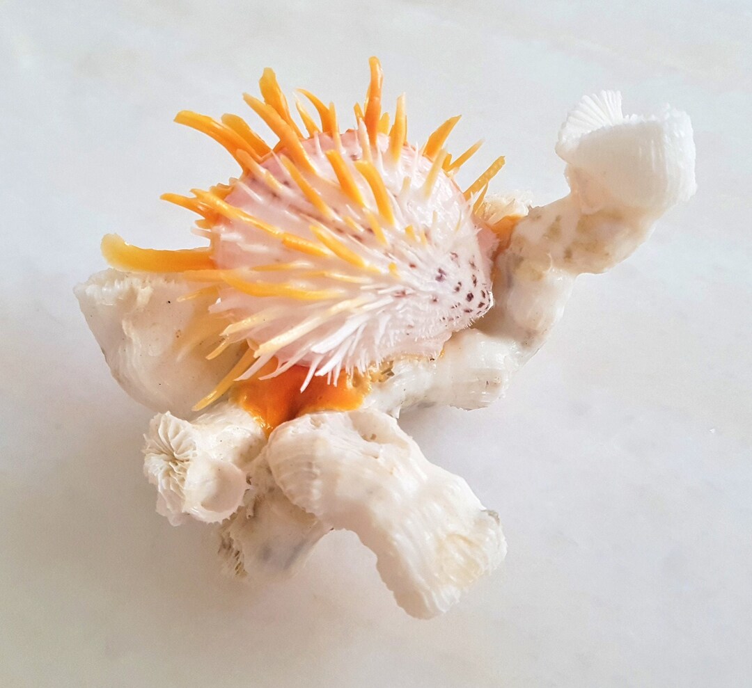 Seashell Spondylus Versicolor Spondylidae Thorny Oyster - Etsy
