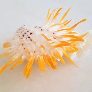 Seashell Spondylus Echinatus Zonalis | Spondylidae | Thorny Oyster ...