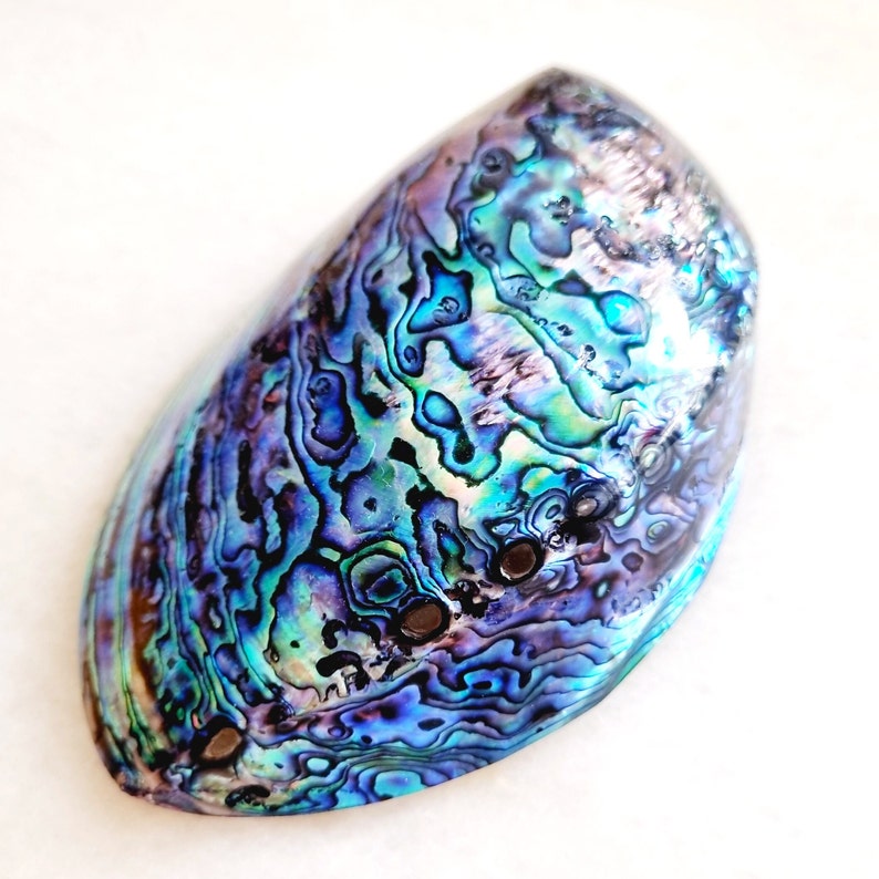 Seashell Haliotis Iris Haliotidae Blackfoot Pāua Abalone Shell ...