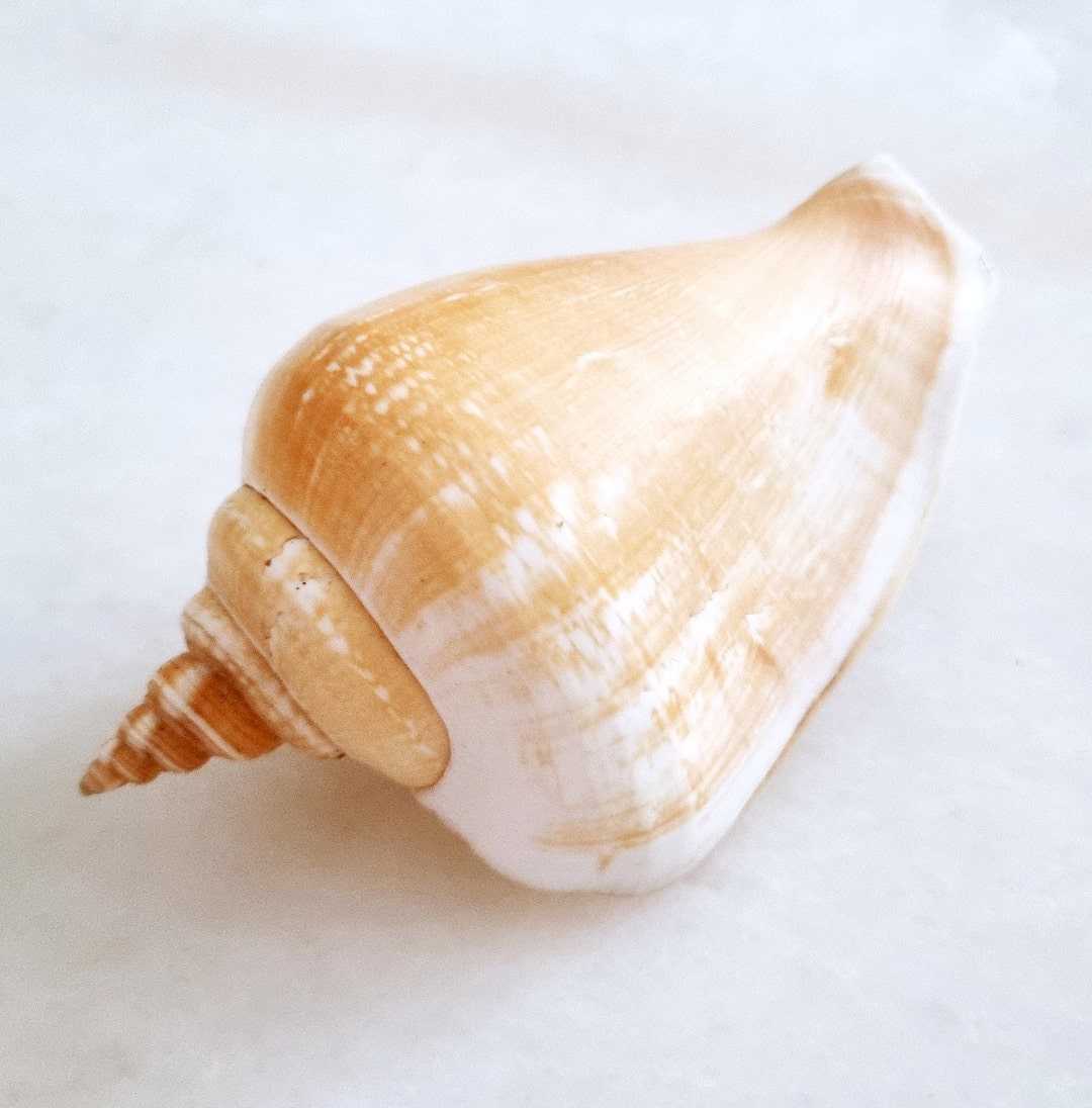 Seashell Strombus Laevistrombus Turturella | Strombidae | Gonggong ...
