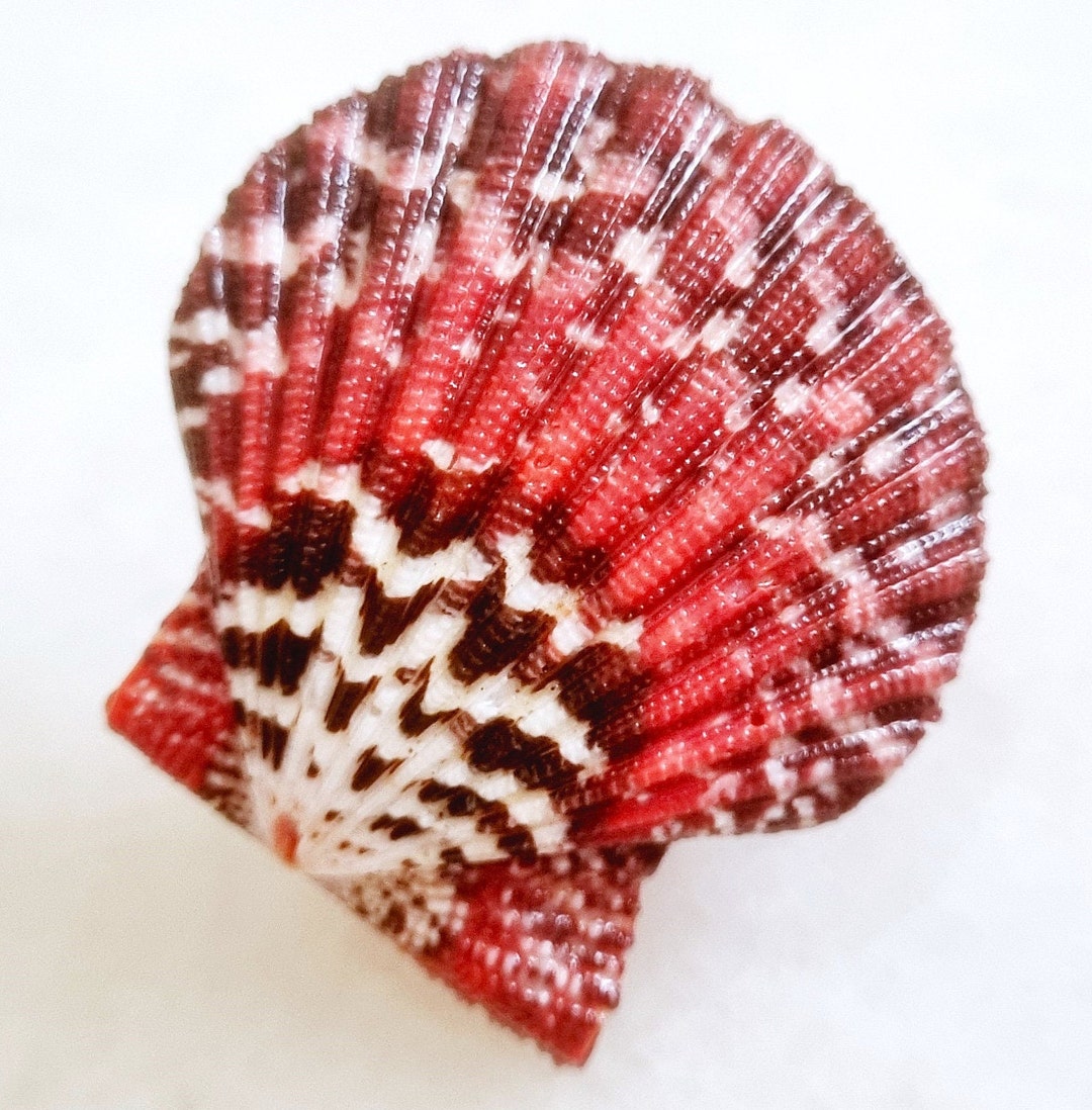 Seashell Pecten Pallium Pectinidae Royal Cloak Scallop Scallop Shell - Etsy