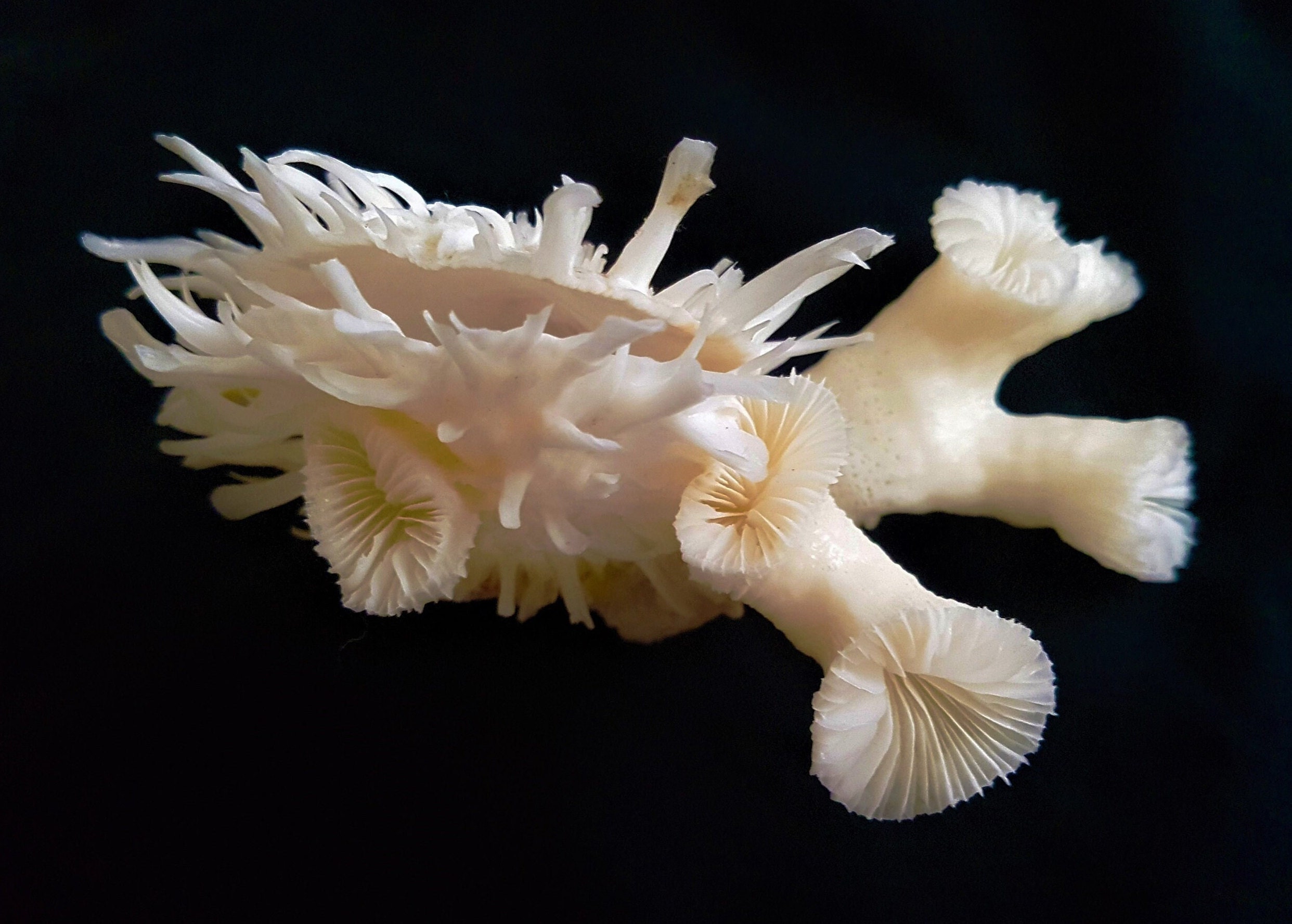 Seashell Spondylus Spectrum | Spondylidae | Thorny Oyster | Aesthetic ...