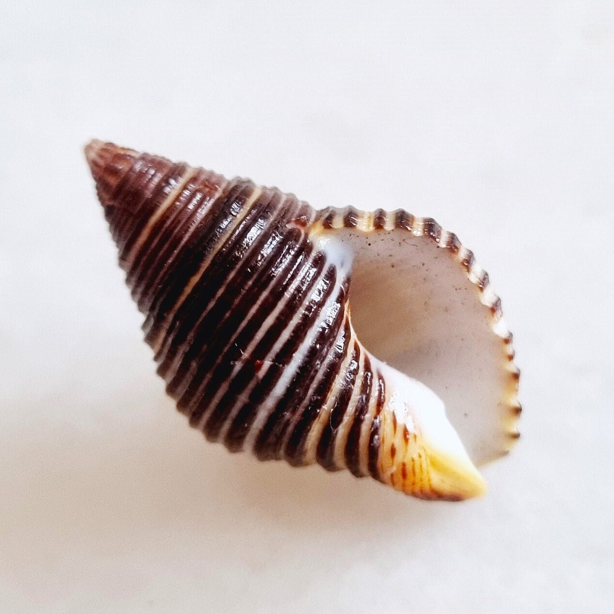 Seashell Pollia Undosa Pisaniidae Waved Goblet Hermit's Crab Luxury ...