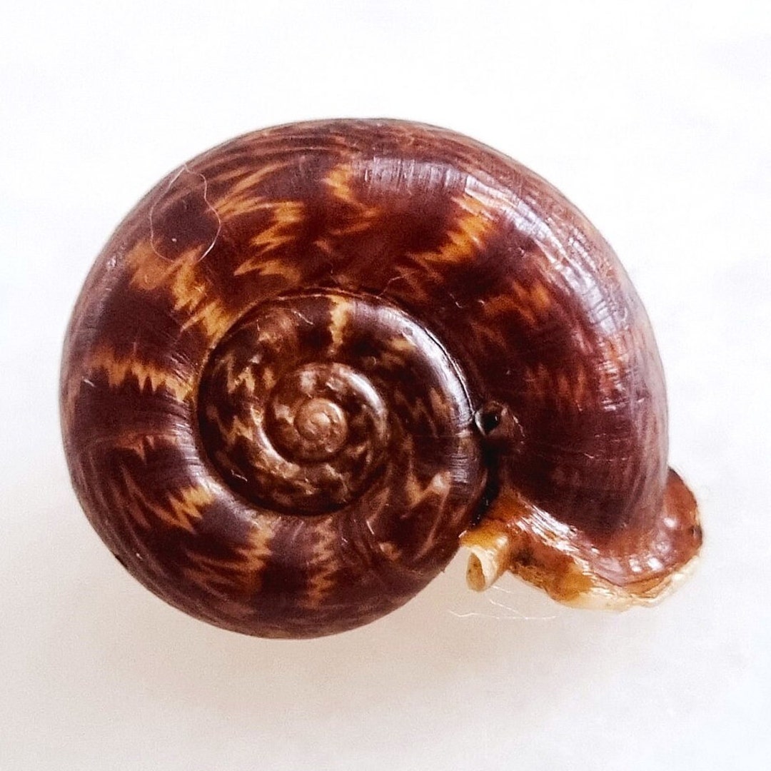 Landsnail Rhiostoma Morleti | Vietnam Endemic Landsnail | Cyclophoridae ...