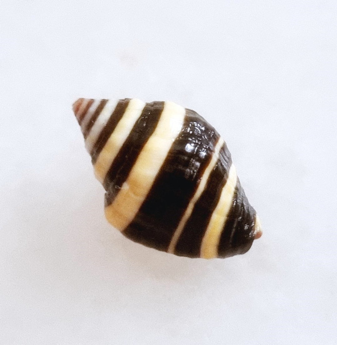 Seashell Pusiostoma Engina Mendicaria | Pisaniidae | Striped Engina | Bumble Bee Snail | Giant ...
