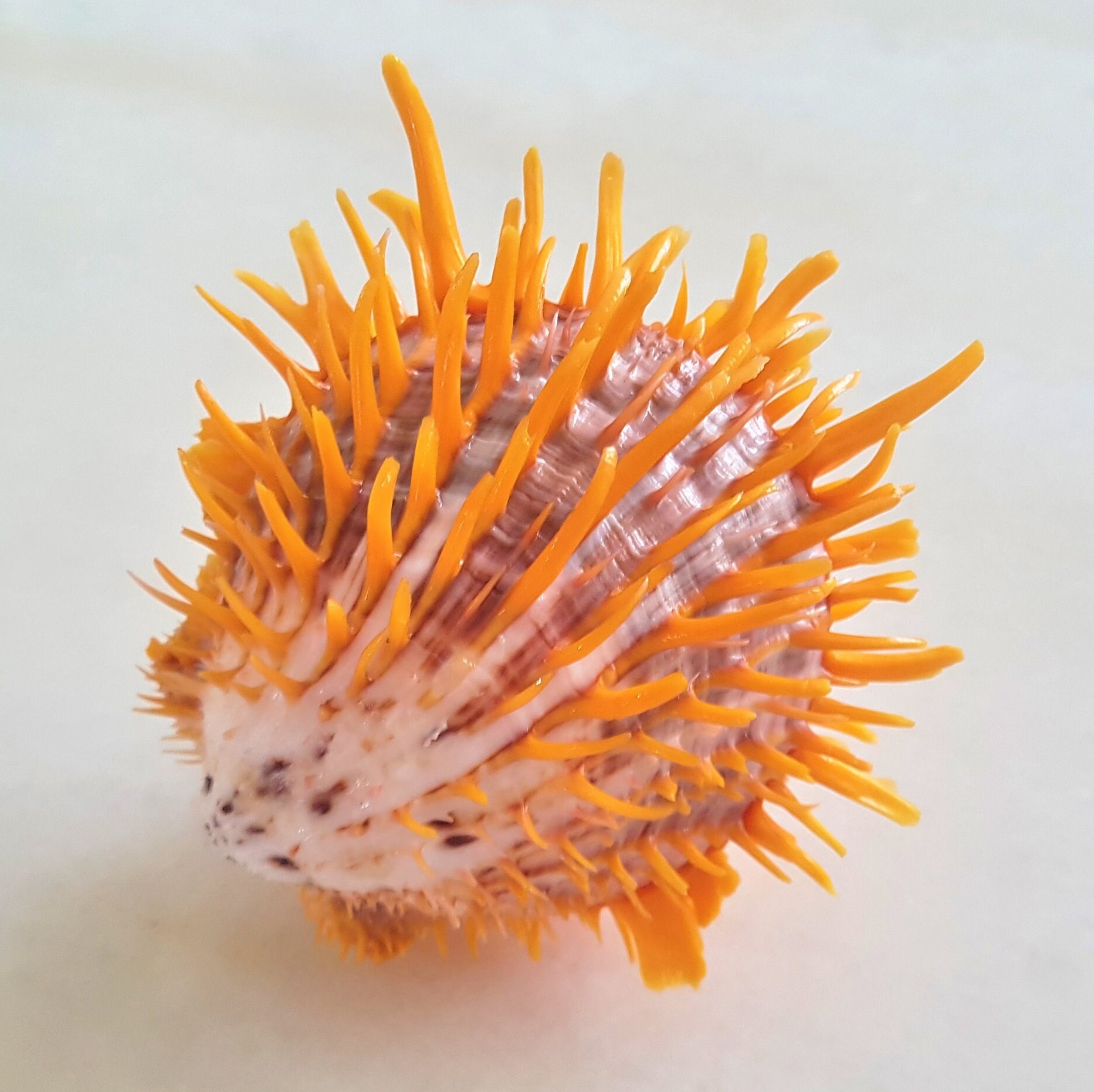 Buy Seashell Spondylus Versicolor | Spondylidae | Thorny Oyster ...